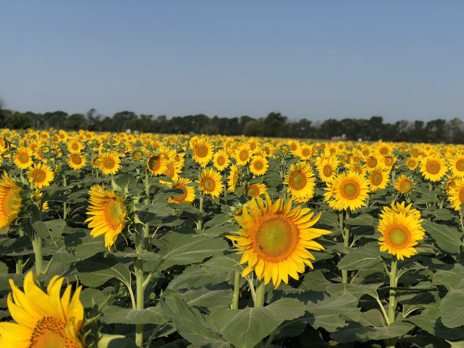 Kansas Food Source – Your Source to Find Food in the Sunflower State